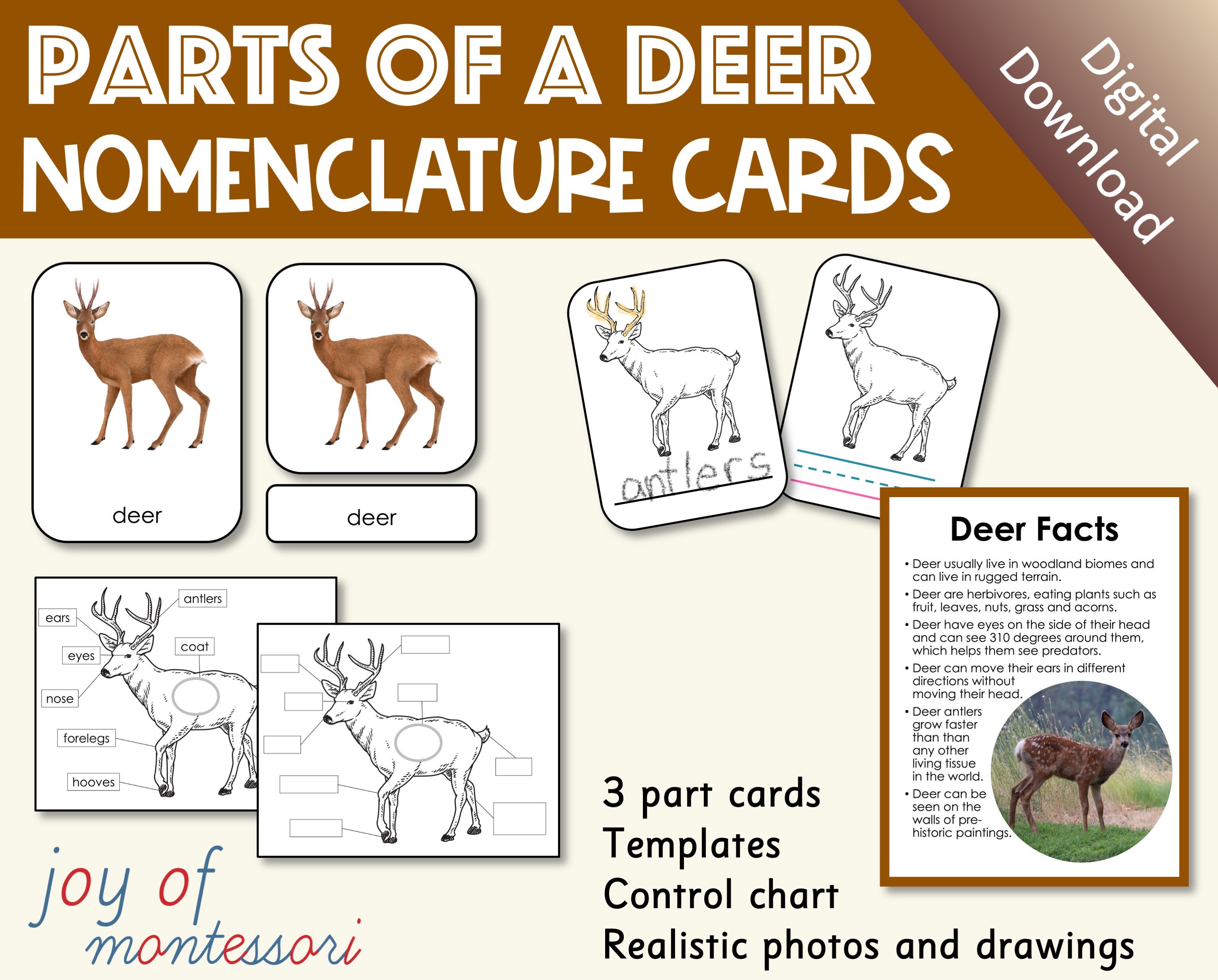 Parts of a Deer Montessori Nomenclature Cards - Etsy