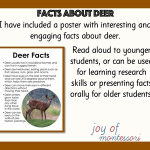 Parts of a Deer Montessori Nomenclature Cards - Etsy