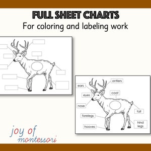 Parts of a Deer Montessori Nomenclature Cards - Etsy
