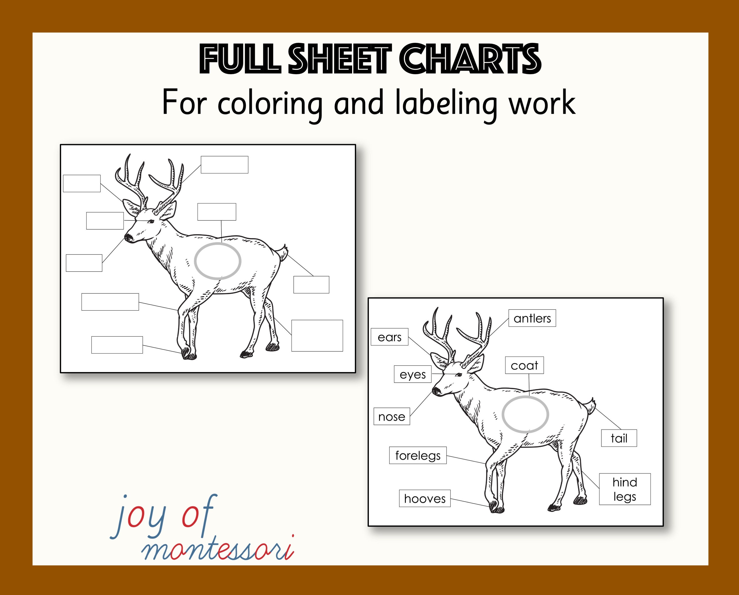 Parts of a Deer Montessori Nomenclature Cards - Etsy