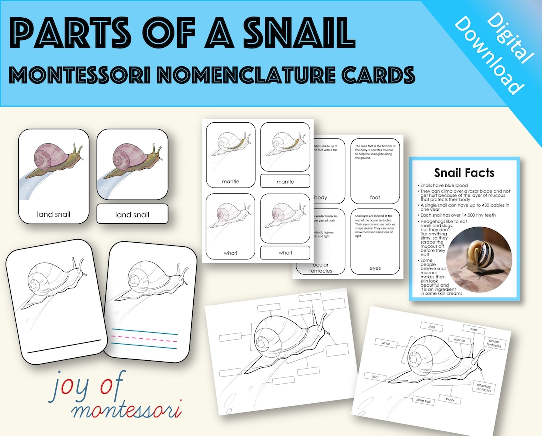 Parts of a Snail Montessori Science Nomenclature Cards - Etsy