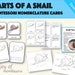 Parts of a Snail Montessori Science Nomenclature Cards - Etsy