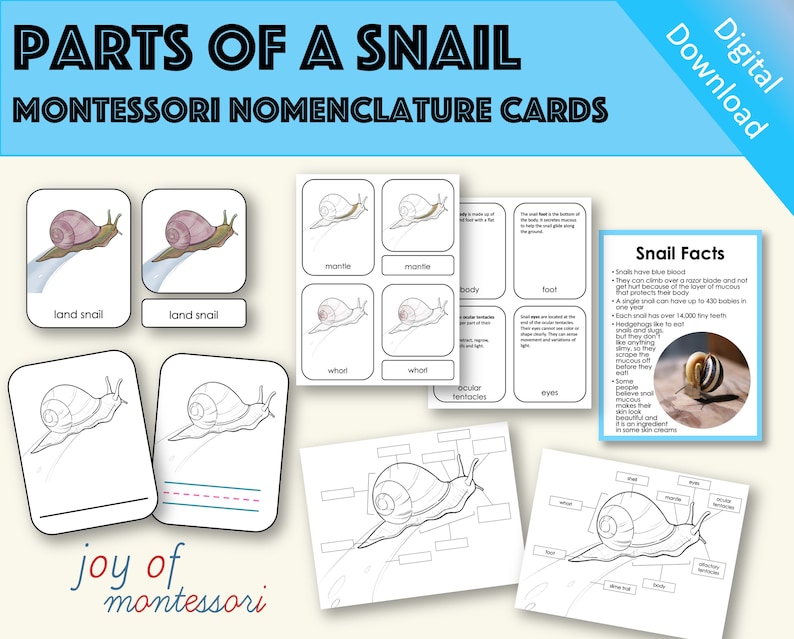 Parts of a Snail Montessori Science Nomenclature Cards - Etsy