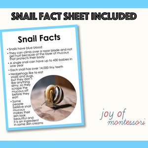 Parts of a Snail Montessori Science Nomenclature Cards - Etsy