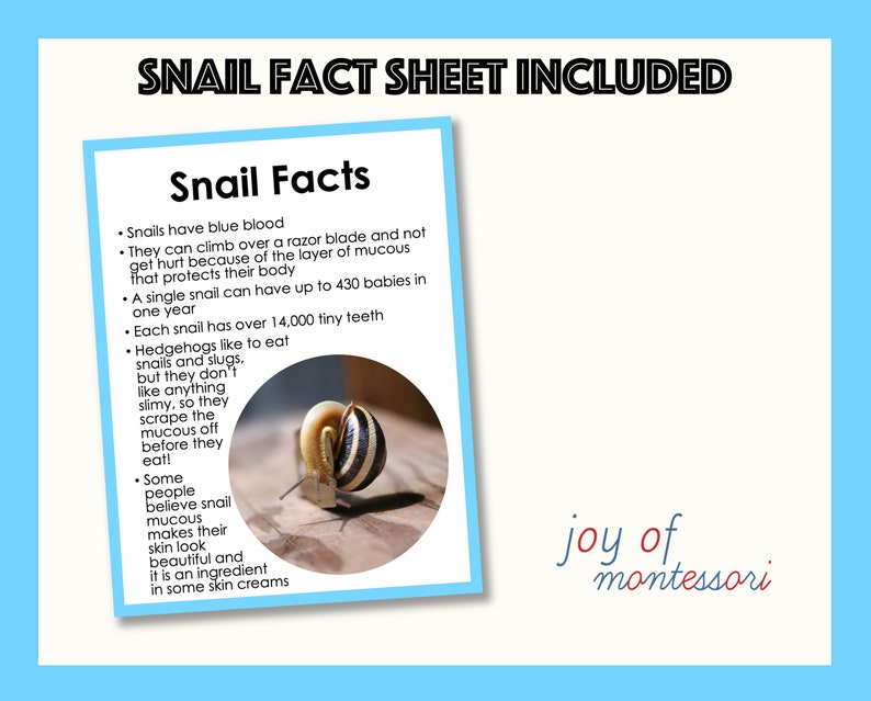 Parts of a Snail Montessori Science Nomenclature Cards - Etsy