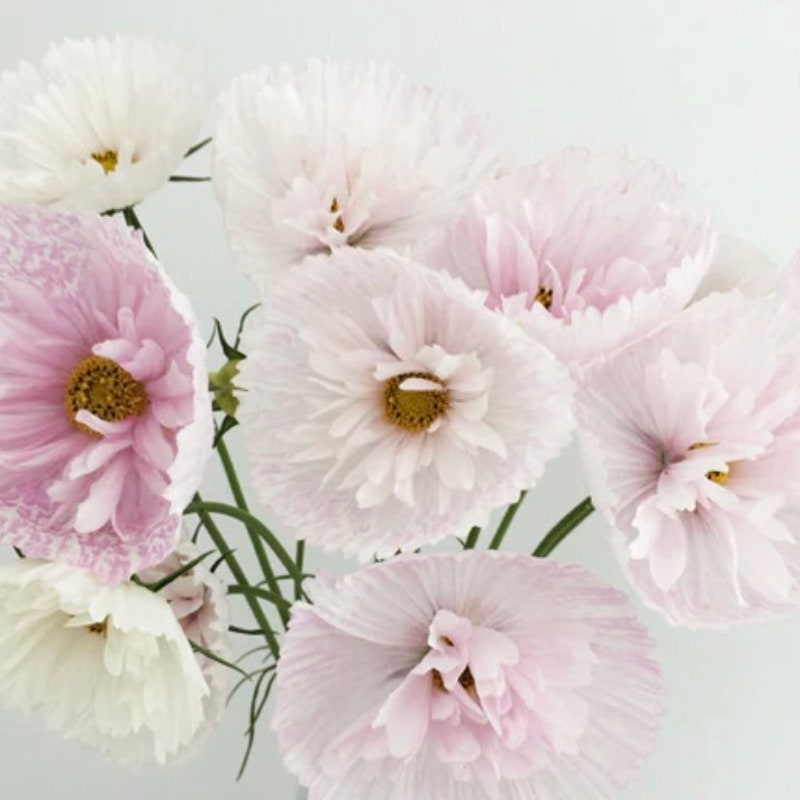 Cup Flower Seed - Etsy UK