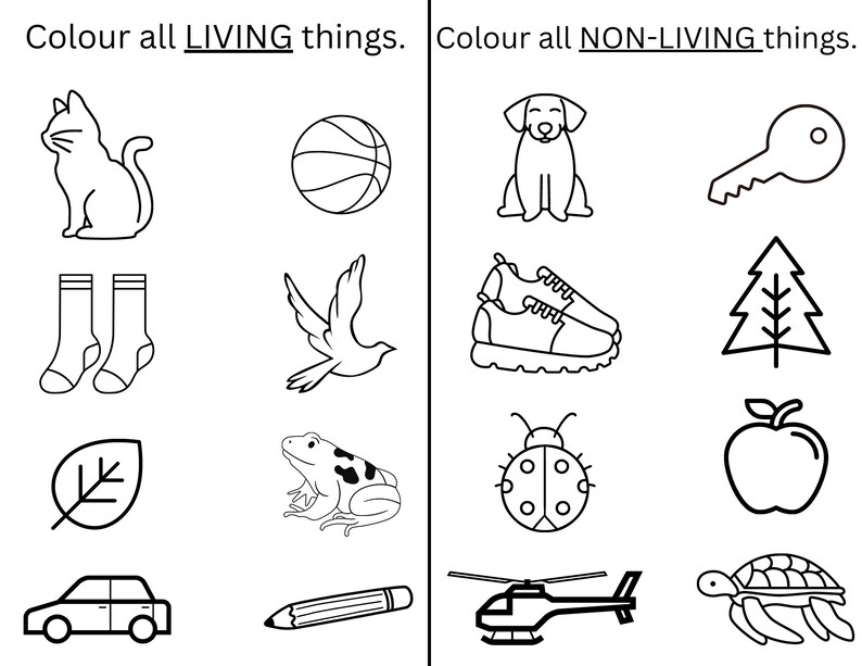 Living/non-living Activity Sheet - Etsy