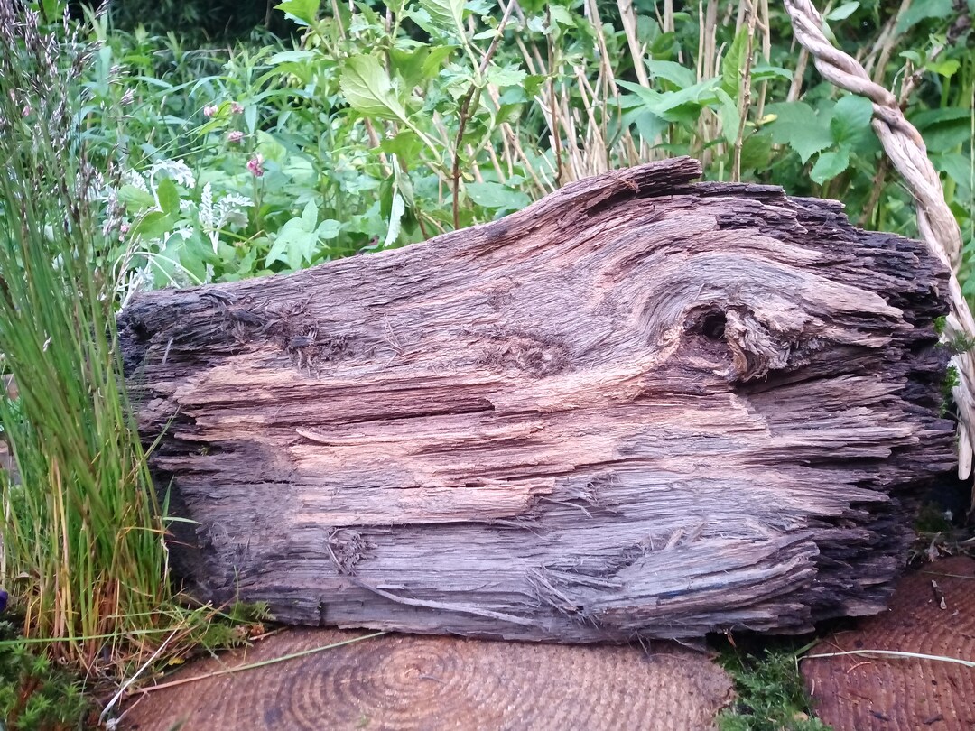 Bog Oak, Oak Wood, Logs, for Oak Planks, Untreated, Freshly Salvaged ...