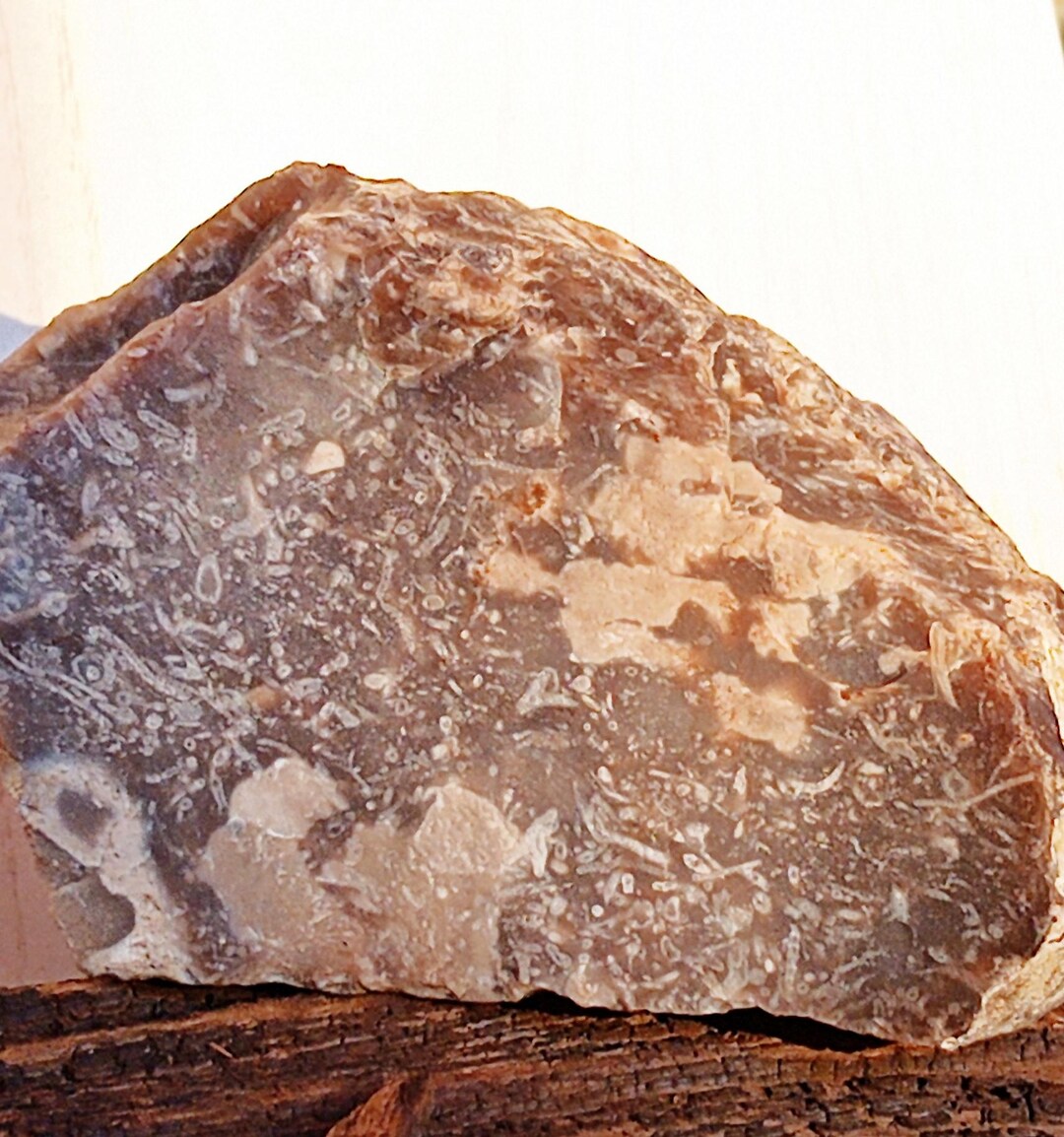 Large Fossil Stone With Bryozoans | Bryozoan Flint | Fossil Collector's ...