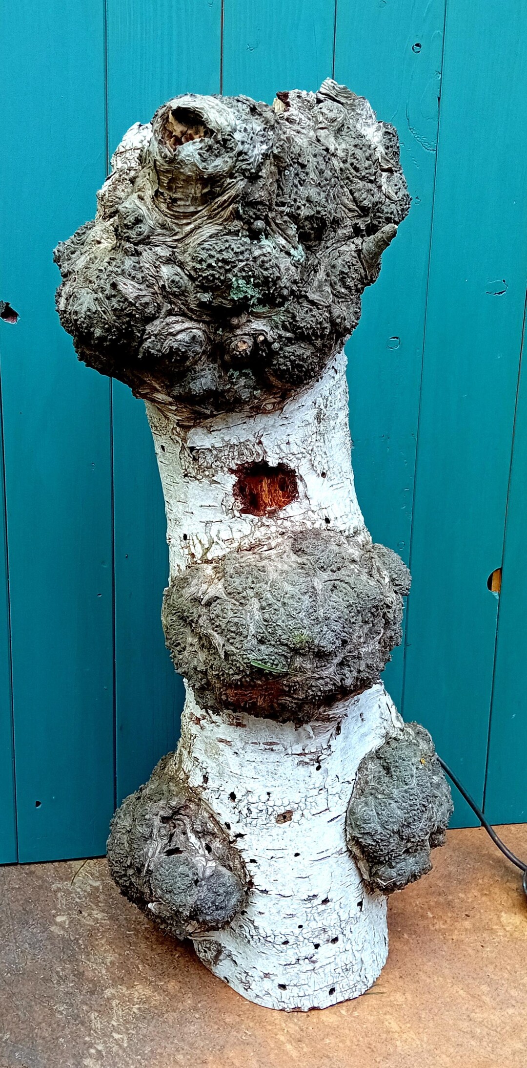 Exceptional Tree Trunk With Huge Tubers, Birch, 4 Tubers, for Furniture ...