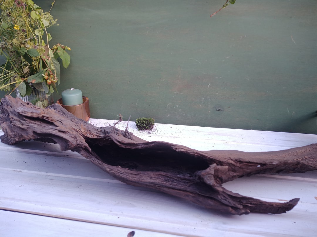 Bog Oak for Planting, Natural Piece of Bog Oak With Preserved Bark and ...