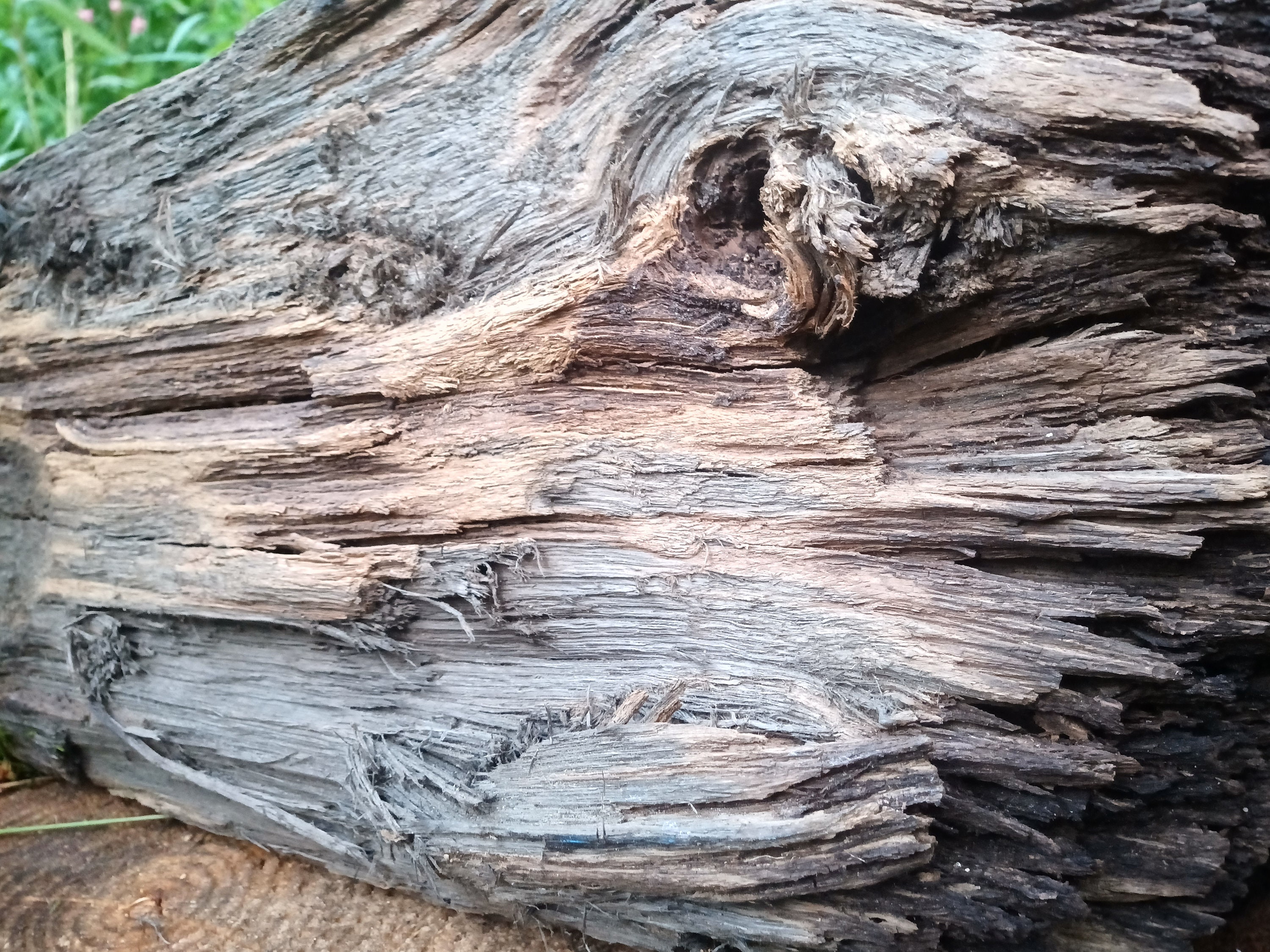 Bog Oak, Oak Wood, Logs, for Oak Planks, Untreated, Freshly Salvaged ...