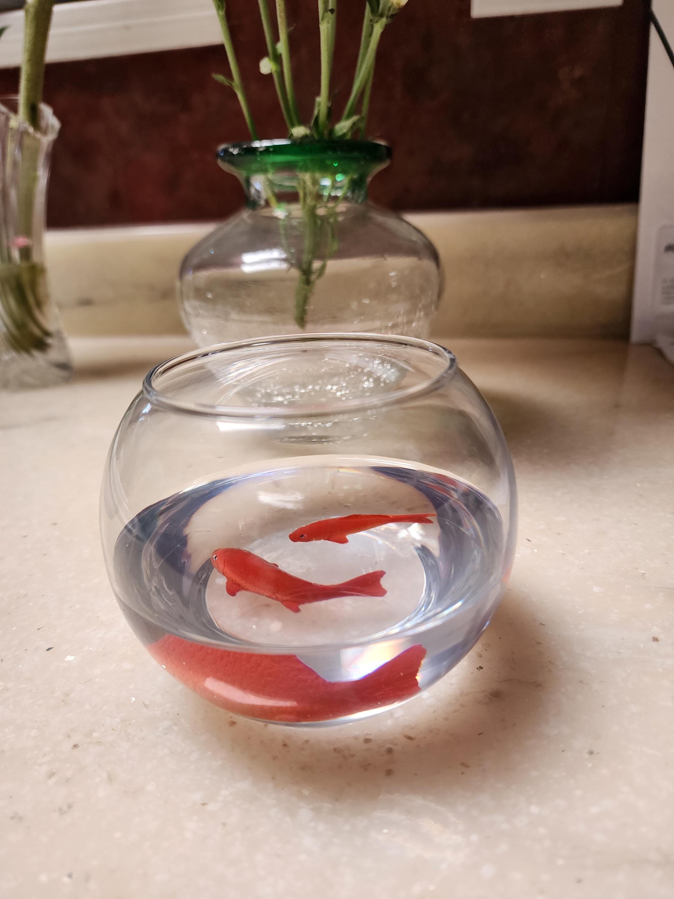 Haftseen Fish, Haftseen Mahee, Goldfish for Nowrooz, - Etsy