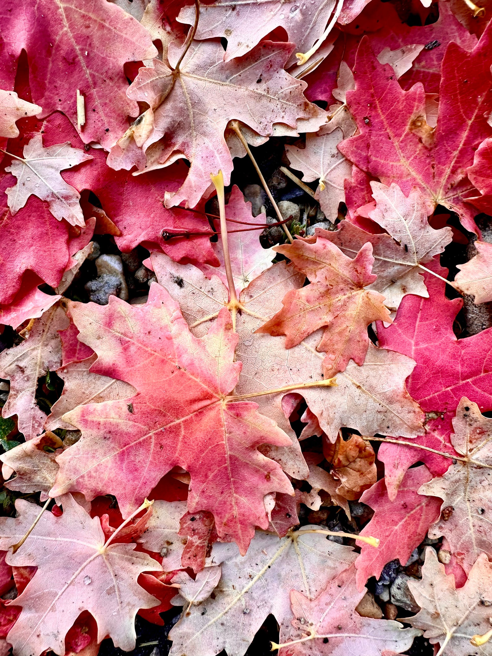 Fall Autumn Leaves Digital Background Photo - Etsy