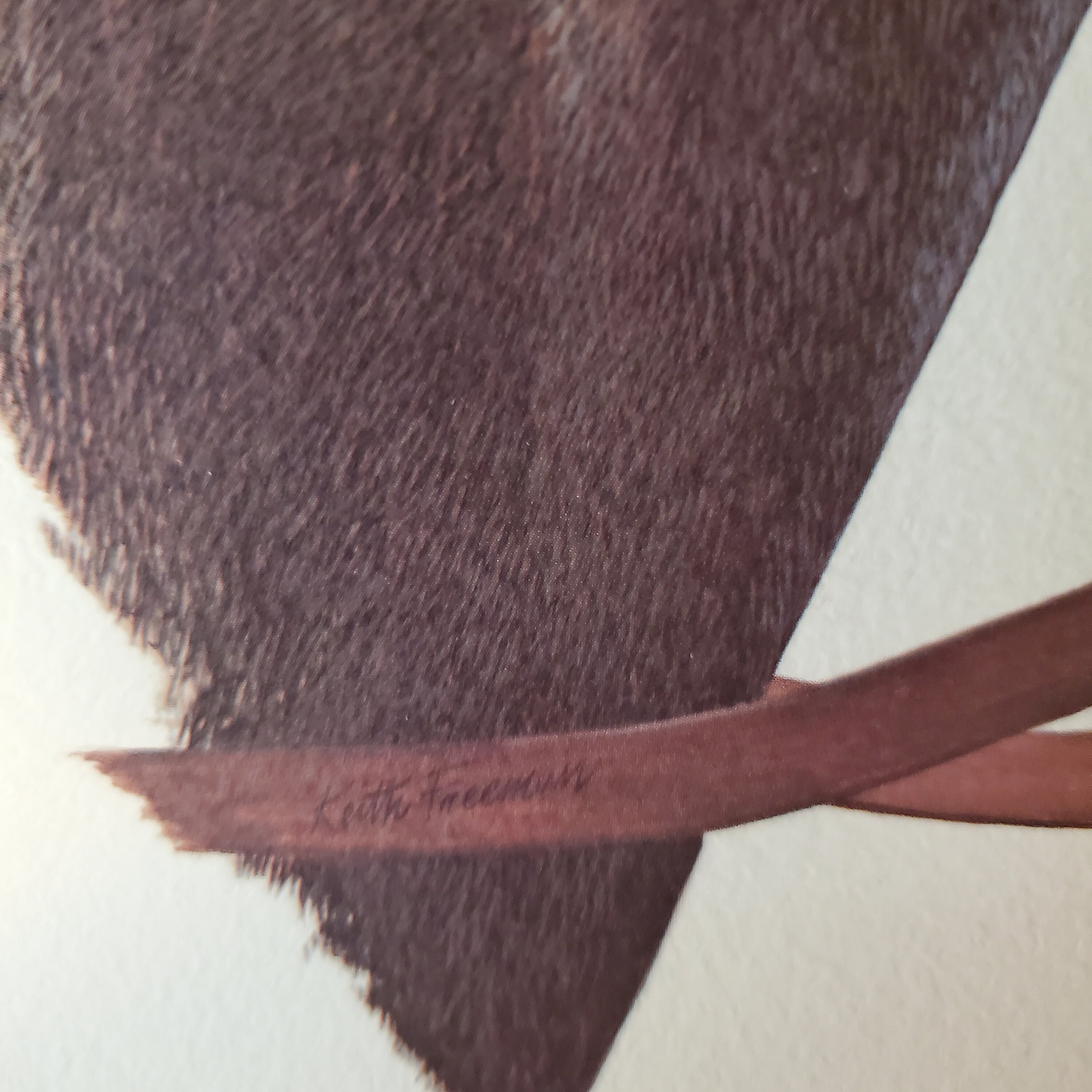 Gato Del Sol the 108th Winner of Kentucky Derby May 1st 1982 - Etsy