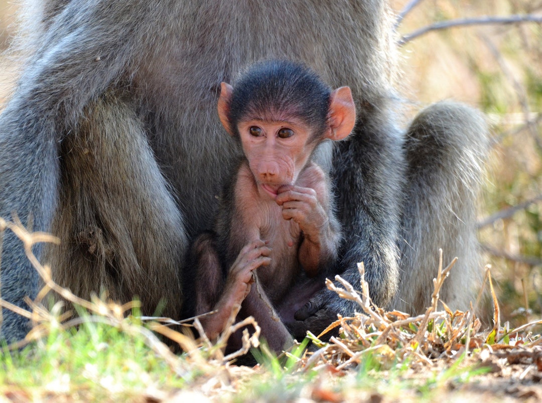 Chacma Baboon Baby - Etsy