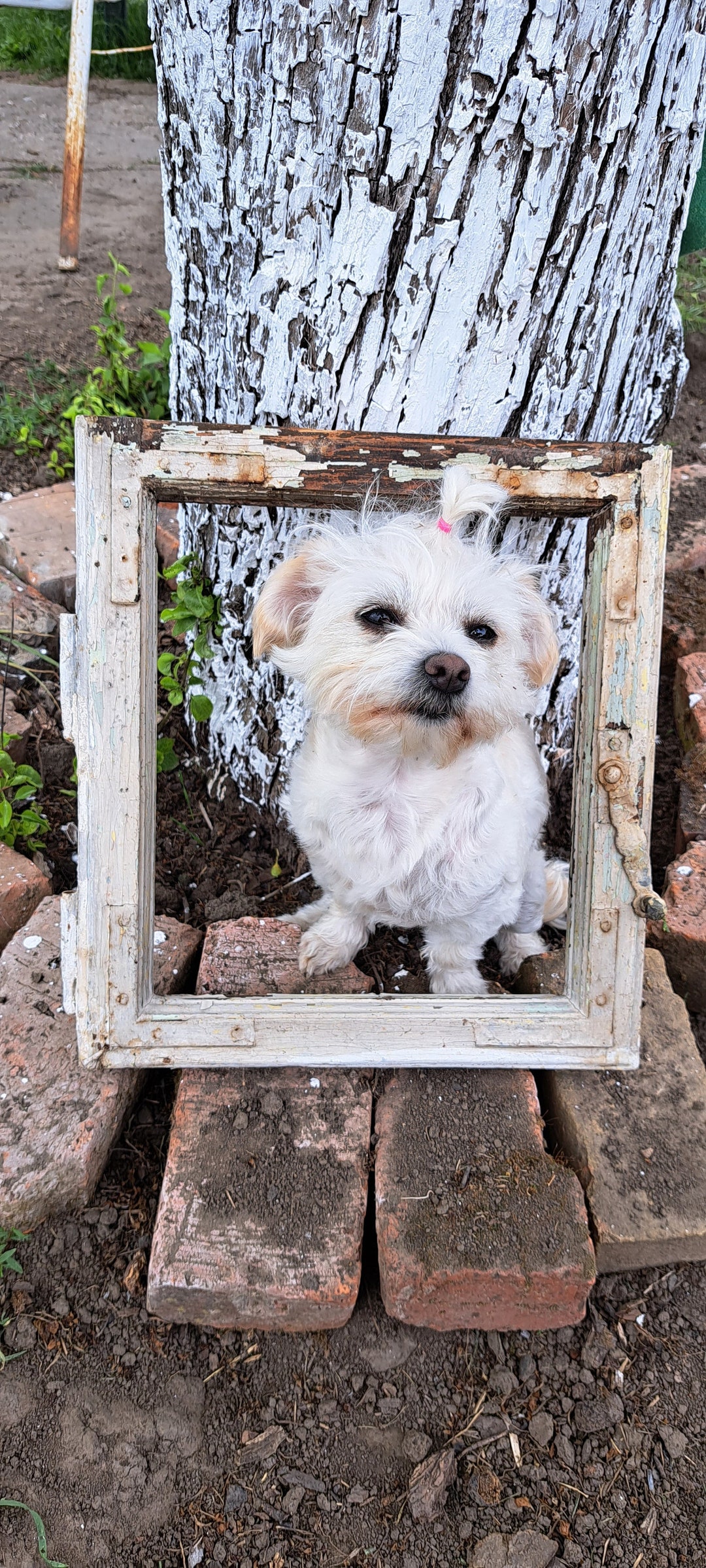 Decorative Wooden Wall Window Frame for Pictures, French Window Frame ...
