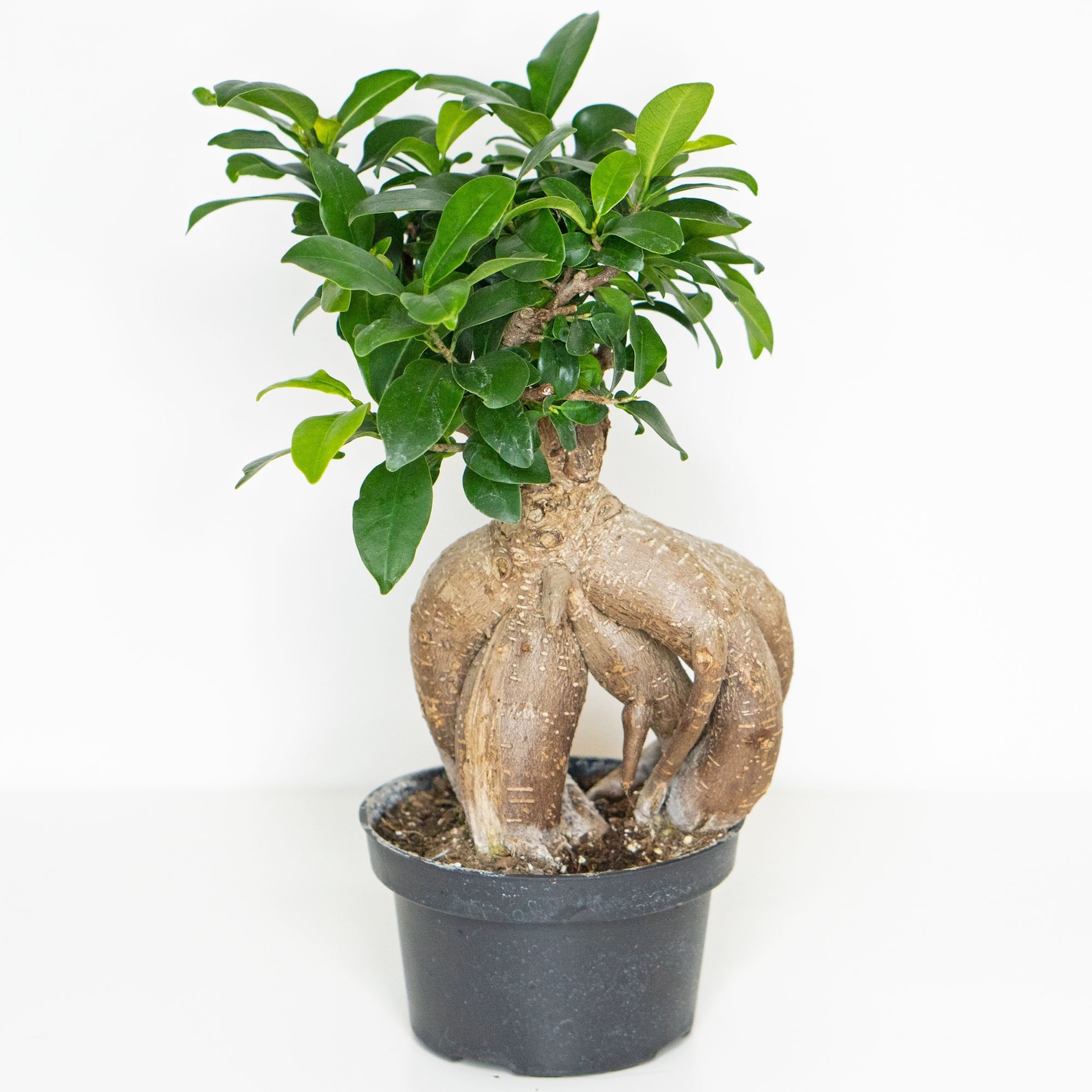 Easy Care Bonsai Ficus Retusa in 5 13 Cm Nursery Pot - Etsy Canada
