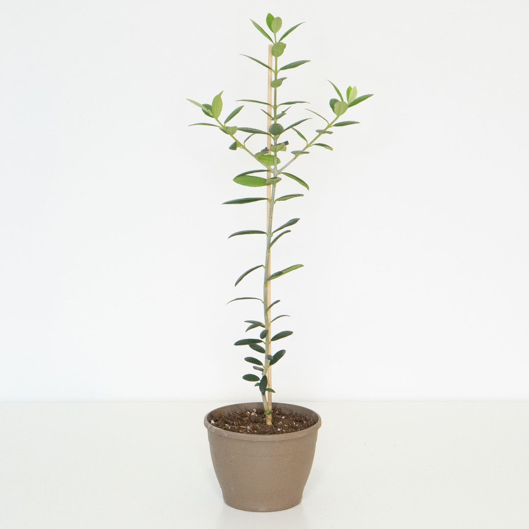 Live Olive Tree Plant in 4 10 Cm Nursery Pot - Etsy Canada