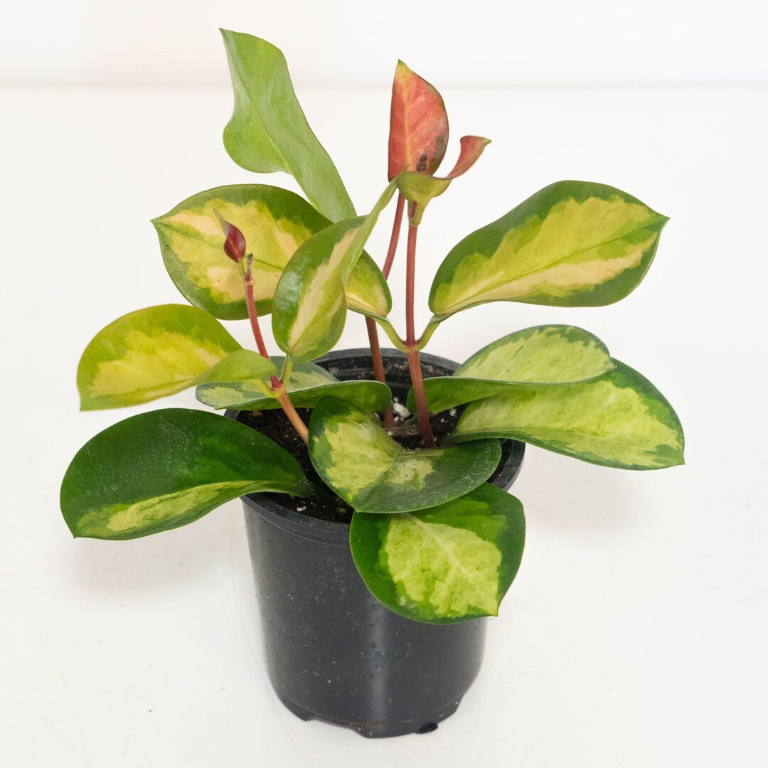 Rare Plant Hoya Australis Lisa in 4 Inch Nursery Pot - Etsy Canada