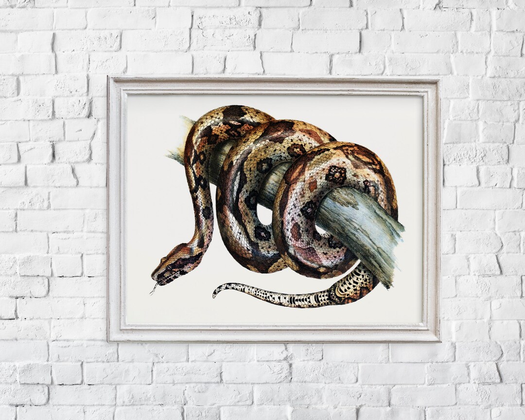 Digital Print Wall Decor Vintage Boa Constrictor Snake Painting ...