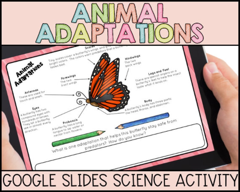 Animal Adaptations Google Activity - Etsy
