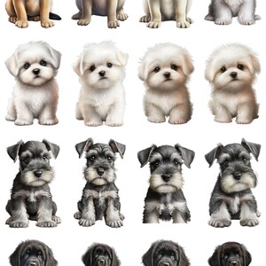 120 PNG Sublimation Puppies, Transparent PNG With Dogs, PNG Photoshop ...