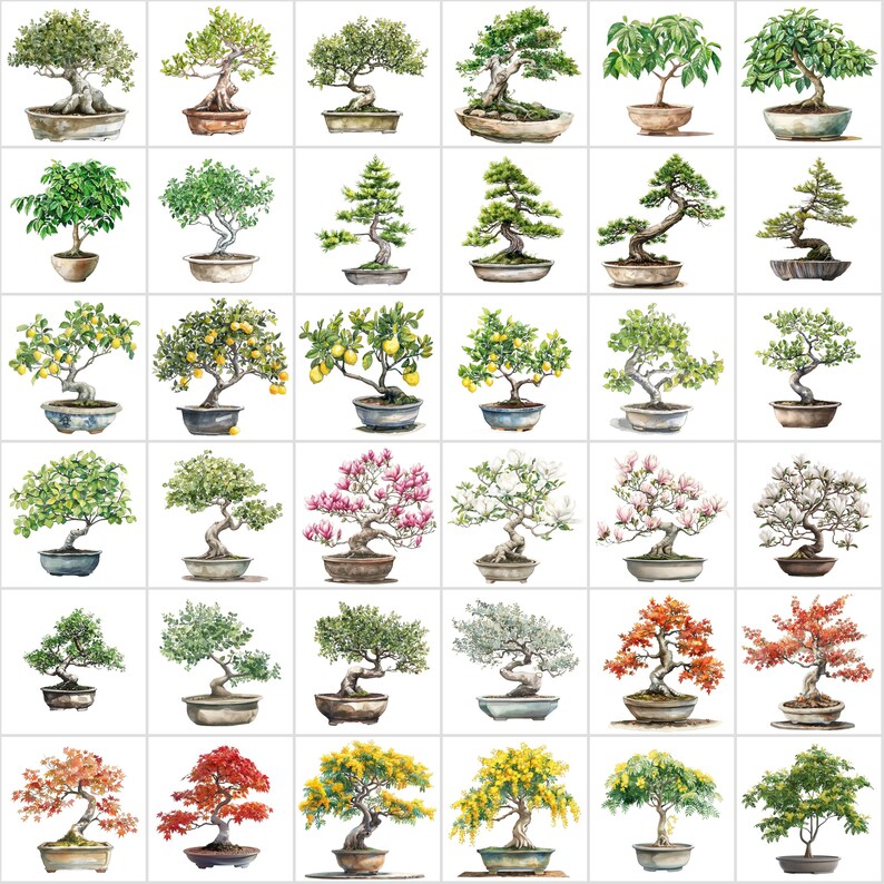 400 Exquisite Bonsai Images for Your Designs - Etsy