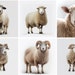 Sheep Breeds Clipart, 180+ PNG Images (digital Download) - Etsy
