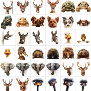 Peek-a-boo Animals! 460 Transparent PNG & JPG Graphics - Etsy