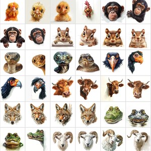Peek-a-boo Animals! 460 Transparent PNG & JPG Graphics - Etsy