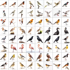 Ultimate Bird Breed PNG Image Bundle - 3300+ Premium Quality Images ...