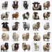 Sheep Breeds Clipart, 180+ PNG Images (digital Download) - Etsy
