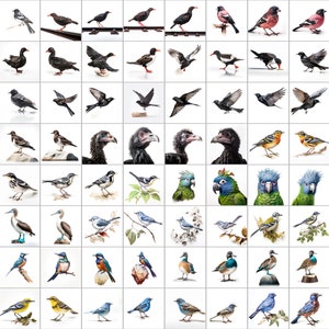 Ultimate Bird Breed PNG Image Bundle - 3300+ Premium Quality Images ...