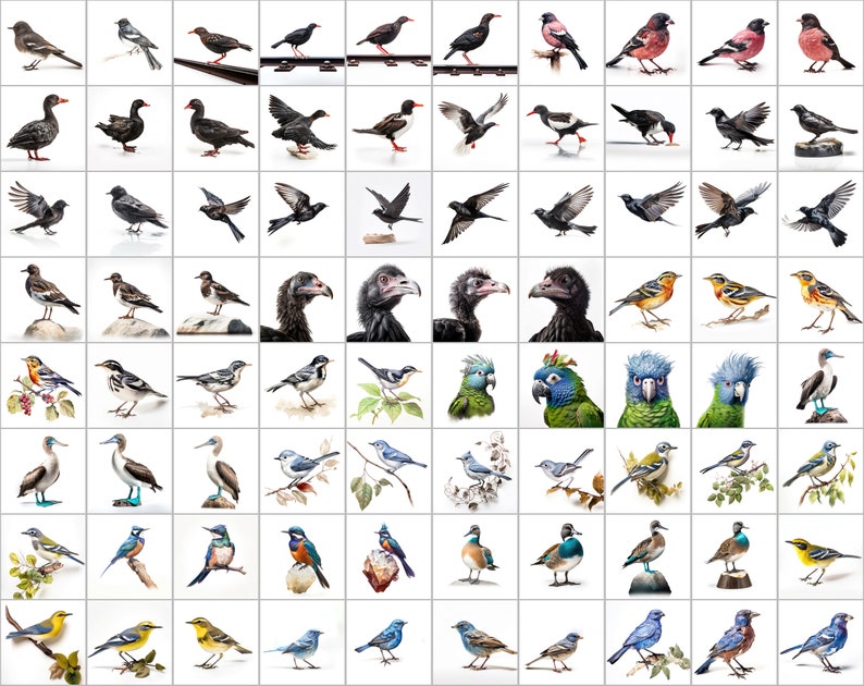 Ultimate Bird Breed PNG Image Bundle - 3300+ Premium Quality Images ...