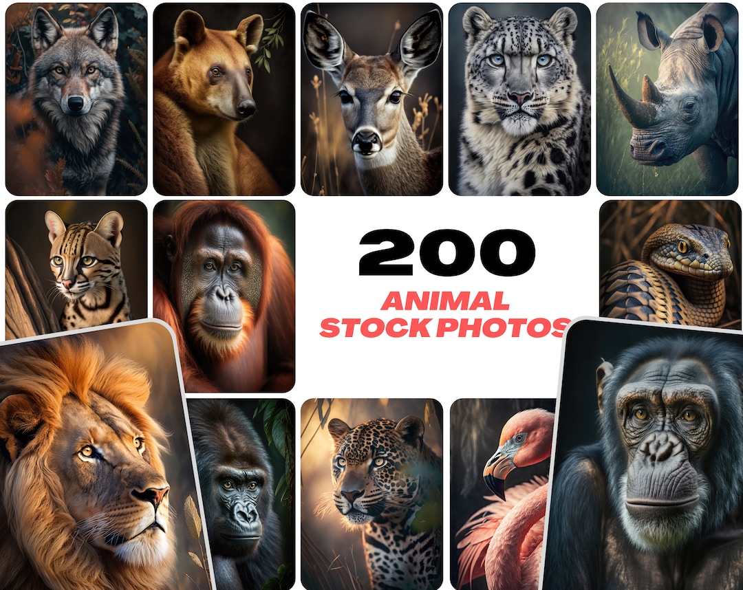 Transform Your Home With 200 Unique Animal Prints | Affordable Art for ...