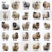 Sheep Breeds Clipart, 180+ PNG Images (digital Download) - Etsy