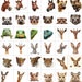 Peek-a-boo Animals! 460 Transparent PNG & JPG Graphics - Etsy