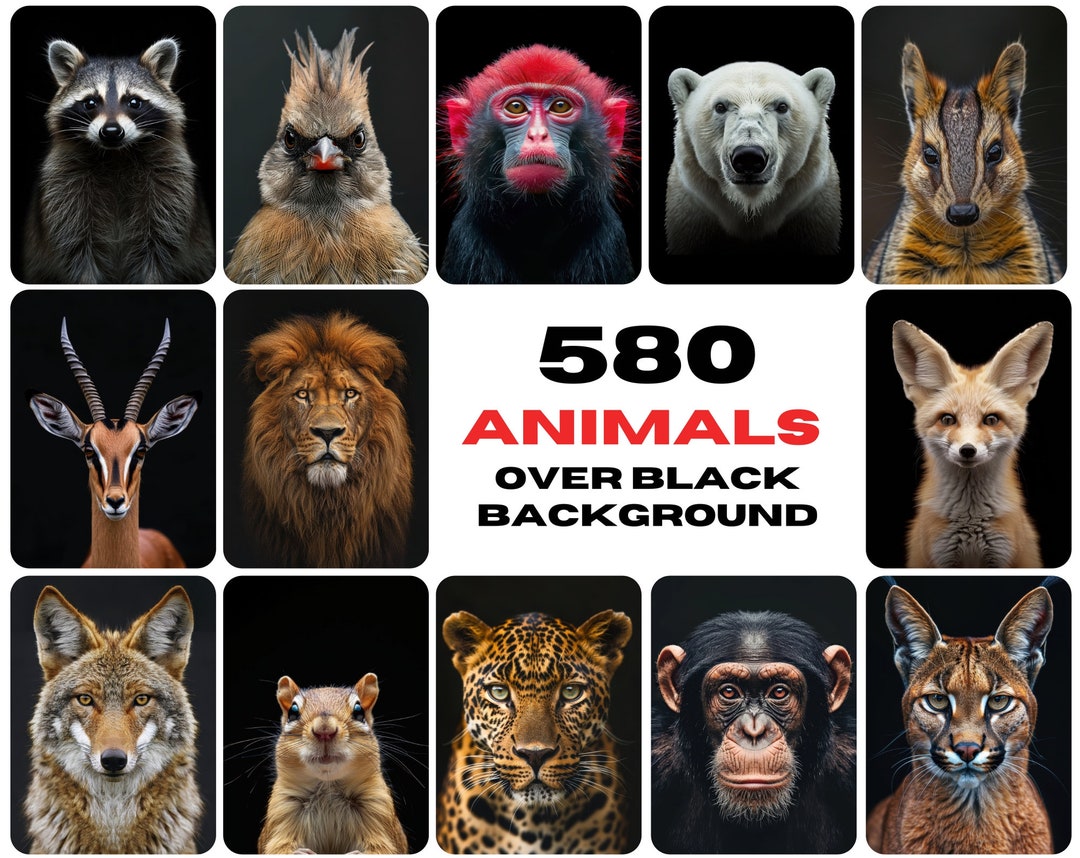 580 Animal Images Over Black Background - Commercial License Included ...