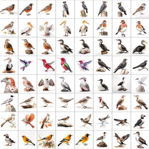 Ultimate Bird Breed PNG Image Bundle - 3300+ Premium Quality Images ...