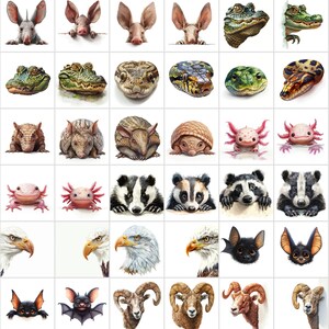 Peek-a-boo Animals! 460 Transparent PNG & JPG Graphics - Etsy