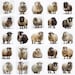 Sheep Breeds Clipart, 180+ PNG Images (digital Download) - Etsy