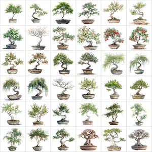 400 Exquisite Bonsai Images for Your Designs - Etsy