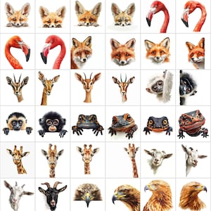 Peek-a-boo Animals! 460 Transparent PNG & JPG Graphics - Etsy