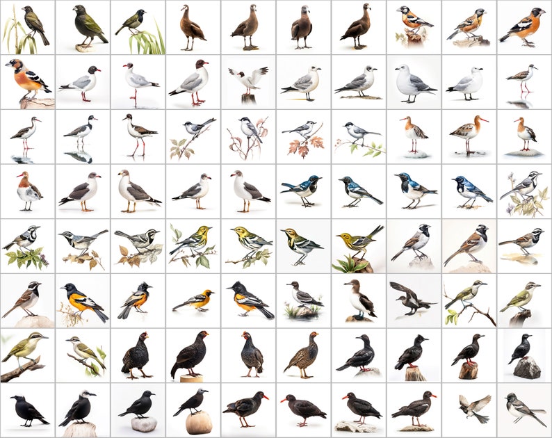 Ultimate Bird Breed PNG Image Bundle - 3300+ Premium Quality Images ...