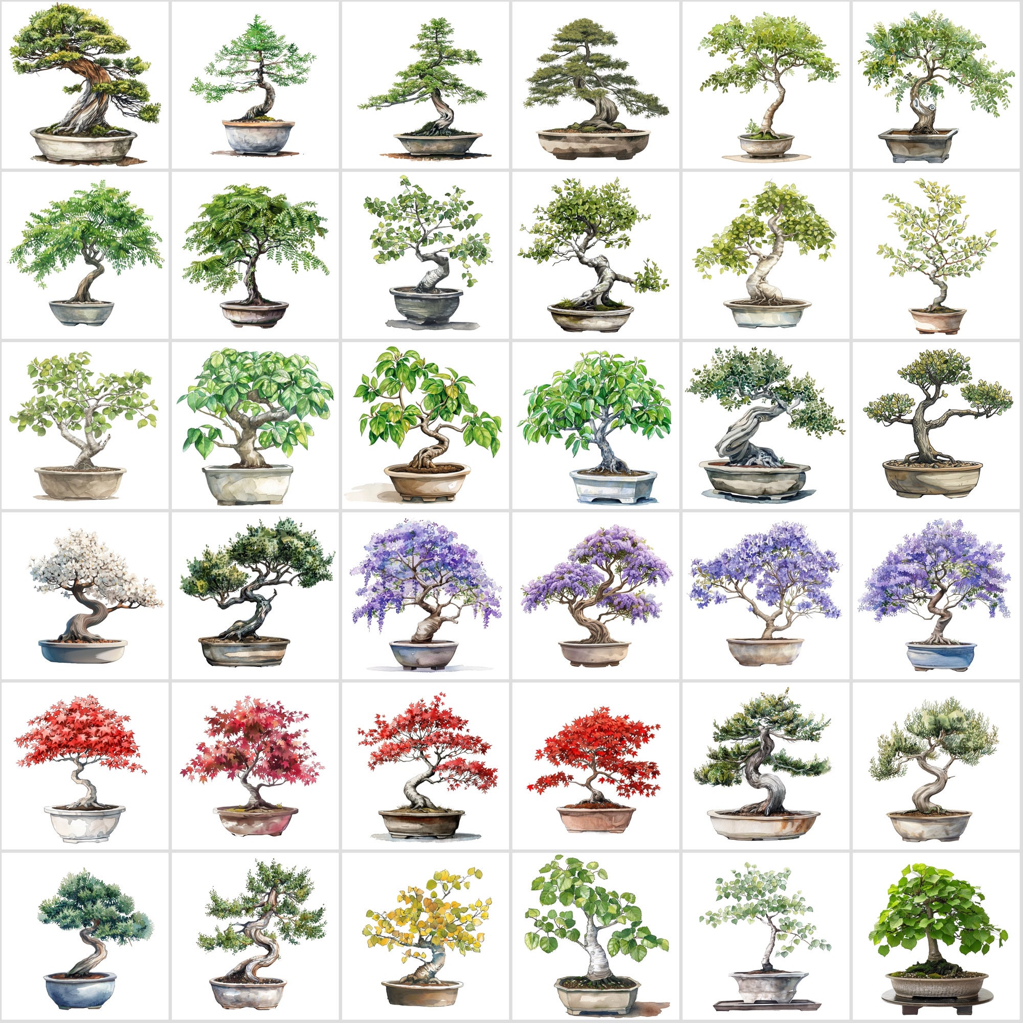 400 Exquisite Bonsai Images for Your Designs - Etsy