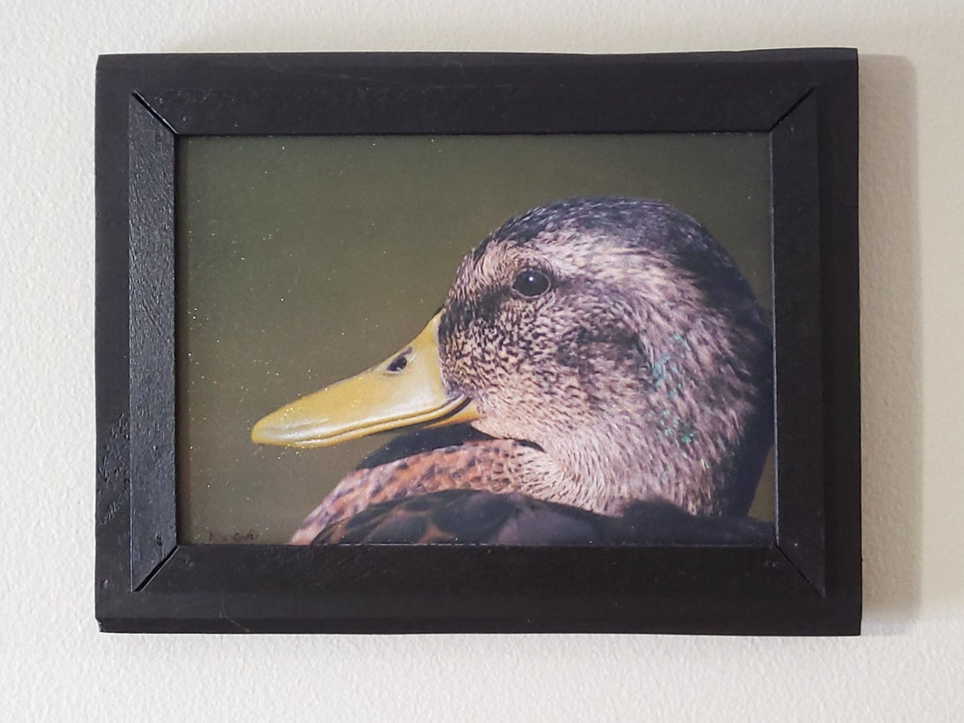 Wood Framed Photo of Mallard Duck 'put It on My Bill' - Etsy