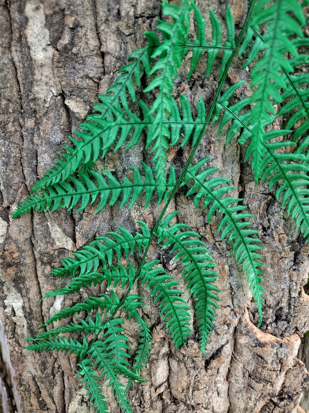 Fern Spray -set of 10 - Etsy