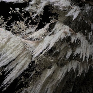 Fresh Florida Spanish Moss - Etsy