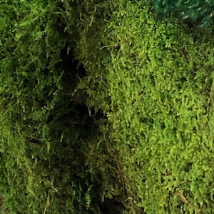 Preserved Sheet Moss - Etsy